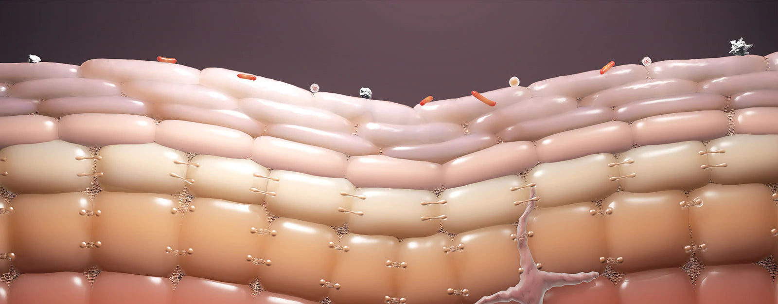 La barrera cutánea: una cuestión de equilibrio – Ceramol España